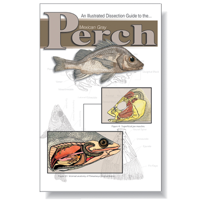Dissection Guide Perch Dissection Guide Perch